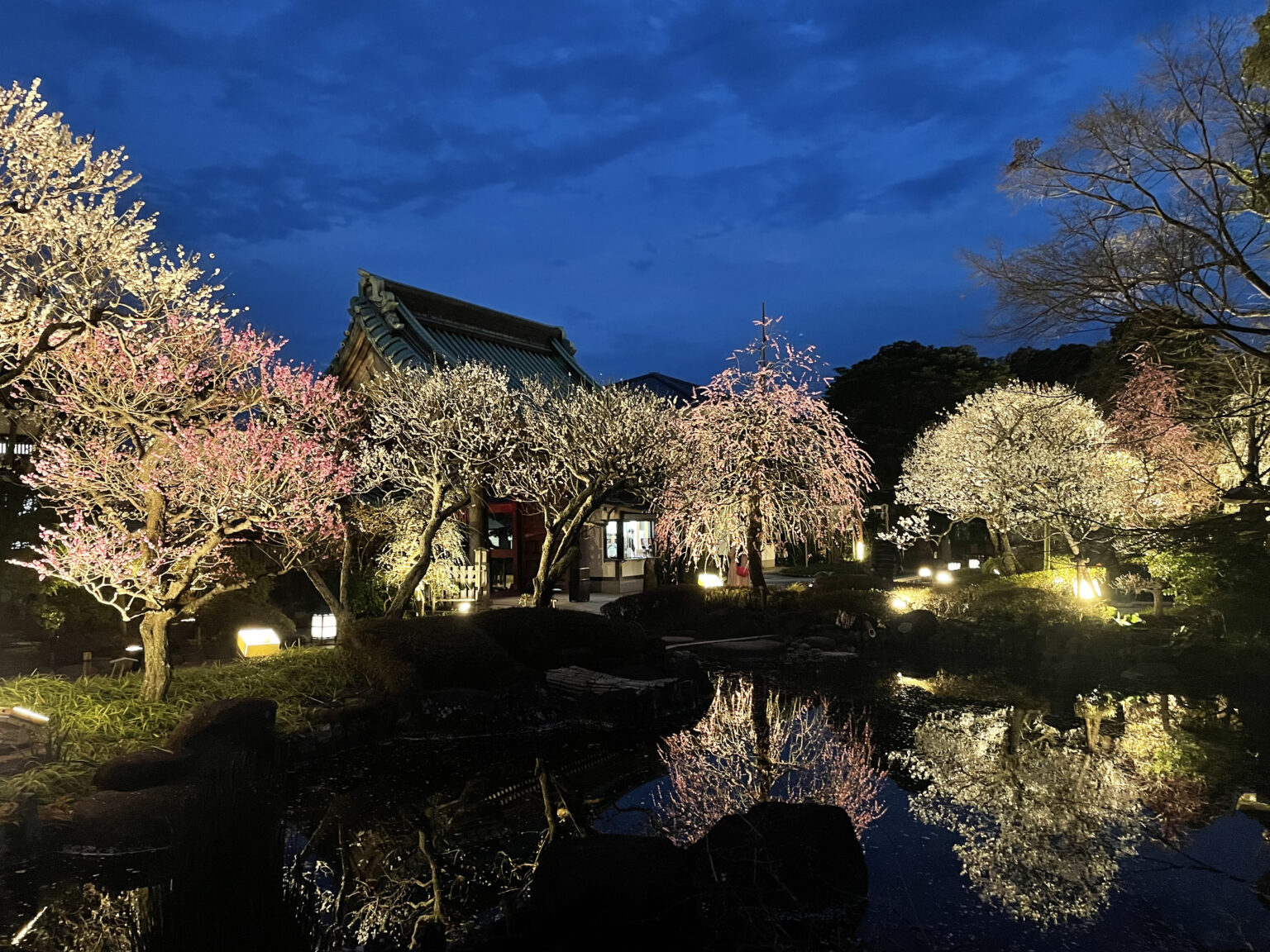 The Season of Plum Blossoms in Kamakura Has Arrived! A Tour of Scenic ...