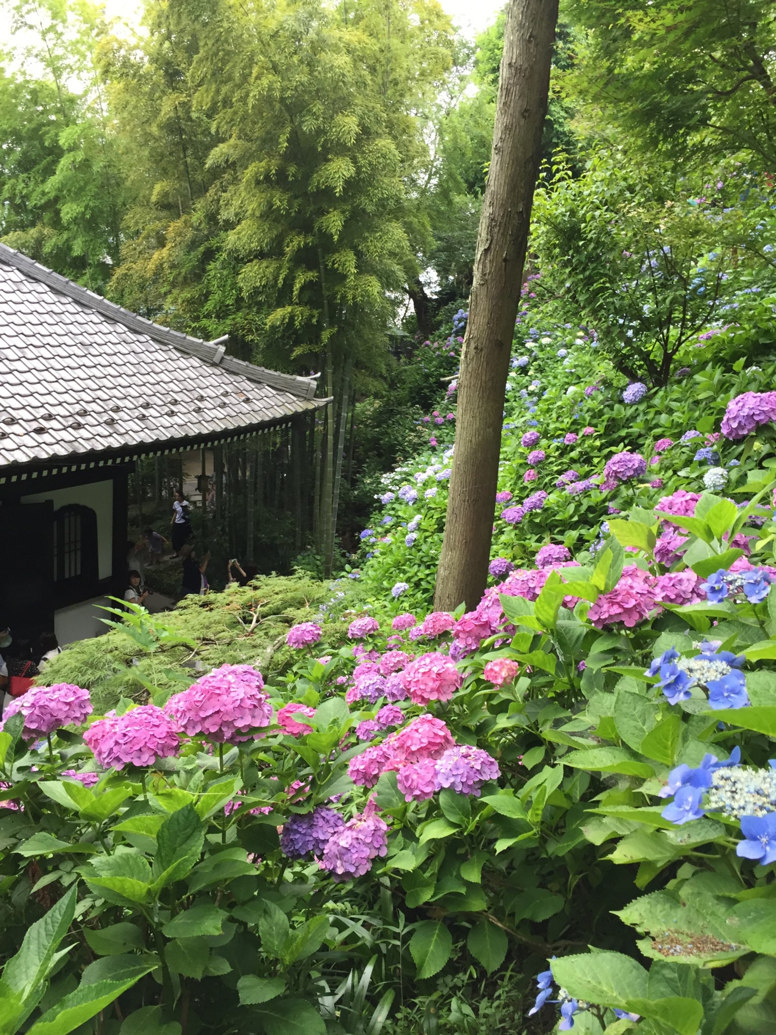 1 Night, 2 Days: Kamakura Hydrangea Model Course – Full of Early Summer ...
