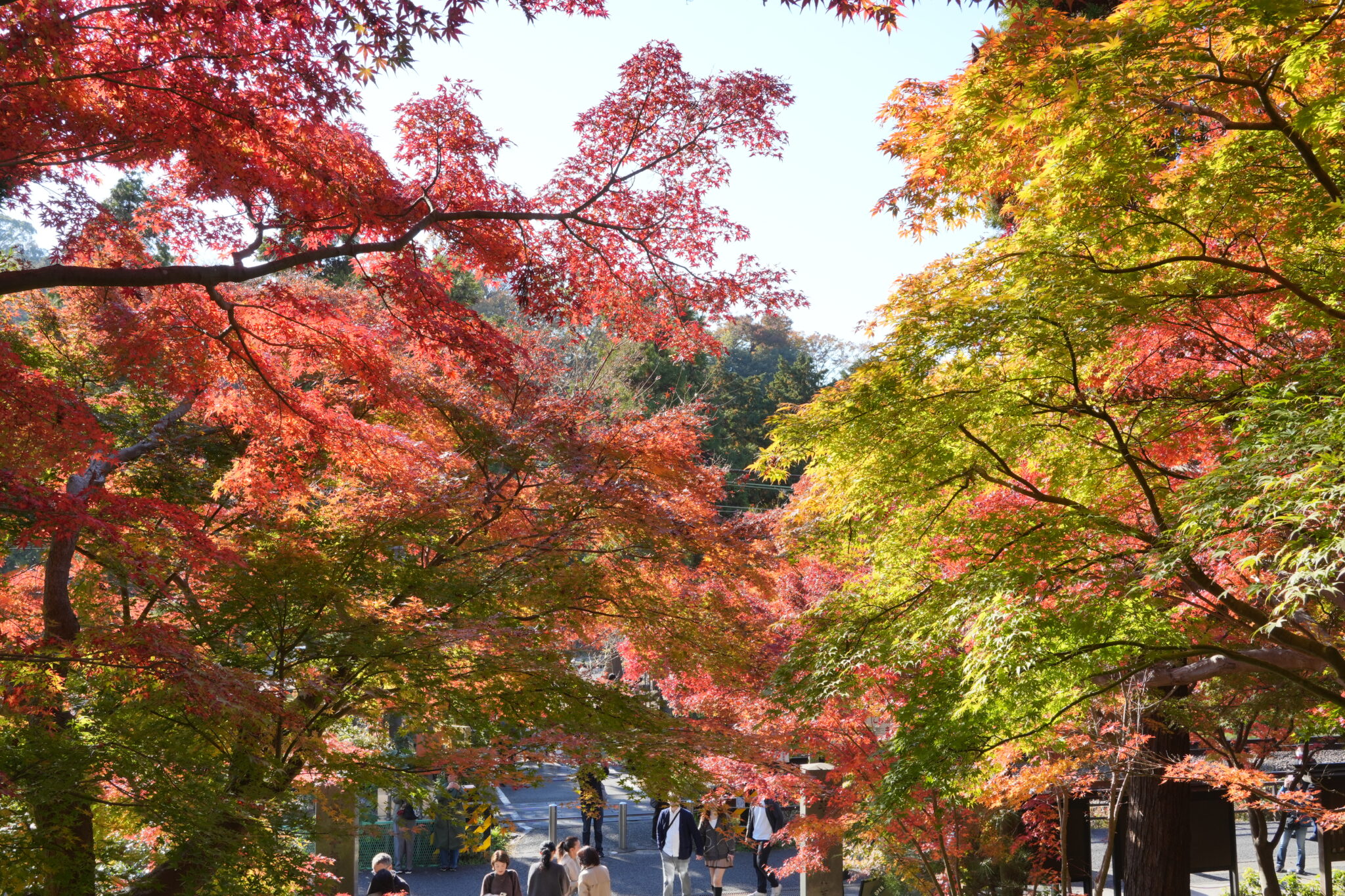 Kamakura Sightseeing (History, Nature, Scenic Views & Events)